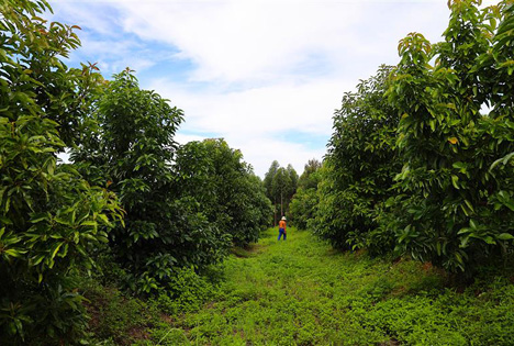 Westfalia Fruit stellt den virtuellen Obstgarten der Zukunft vor ‹ Fruchtportal